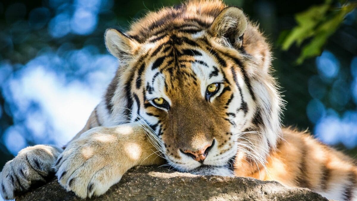 Songs About Animals | Мusic Gateway